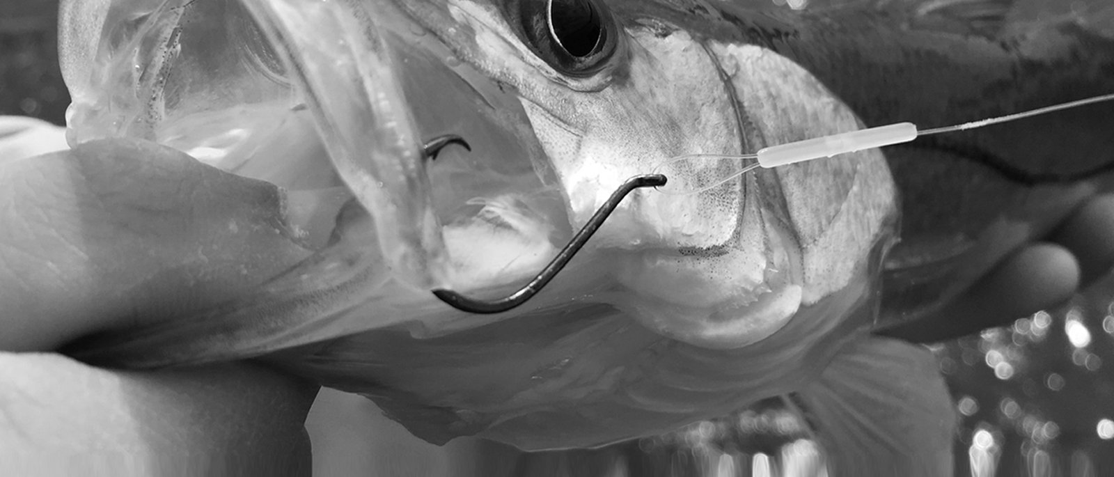 Tauten Sports – Innovations in Fishing